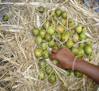 Madanakalpa Adhyaya