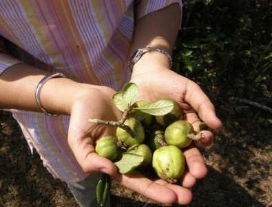 Madanakalpa Adhyaya